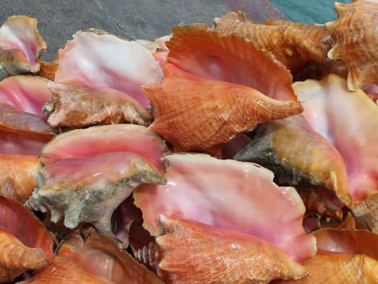 What Does Conch Taste Like? - Let's Talk About It Like A Pro