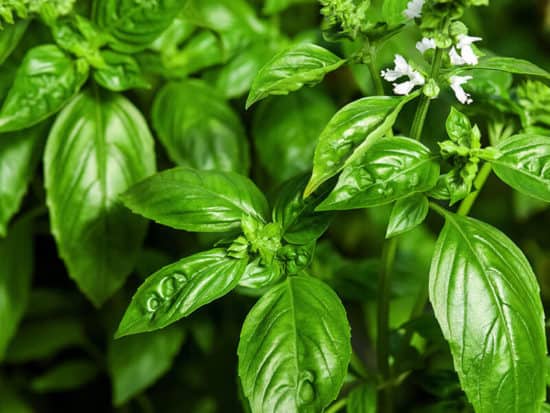 11 Decent Thai Basil Substitutes For Your Dishes 2023