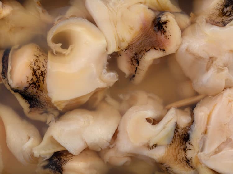 What Does Conch Taste Like? - Let's Talk About It Like A Pro