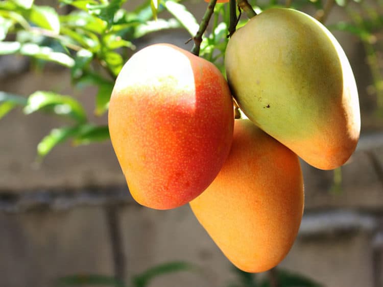 What Does Mango Taste Like: The Extensive Guide 2023