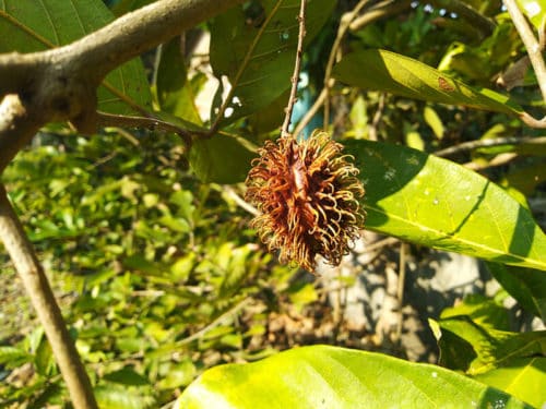What Does Rambutan Taste Like? It Will Amaze You 2023